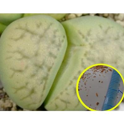 種子15粒 リトープス 福寿玉 ’アボカドクリーム’(Lithops karasmontana ssp eberlanzii 'Avocado ...
