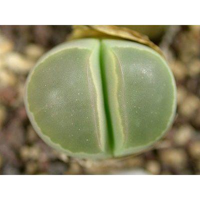 種子15粒 リトープス オリーブ玉 C055(Lithops olivacea C055) : 多肉植物ワールド - 通販 - Yahoo ...