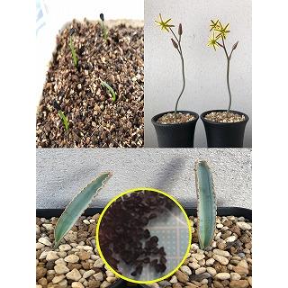 種子12粒 アルブカ・ディルクラ（Albuca dilucula） : 多肉植物ワールド - 通販 - Yahoo!ショッピング