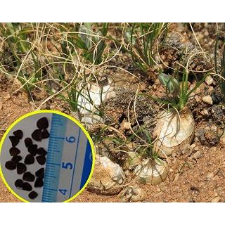種子10粒 アルブカ・ポリフィラ(Albuca polyphylla) : 多肉植物ワールド - 通販 - Yahoo!ショッピング