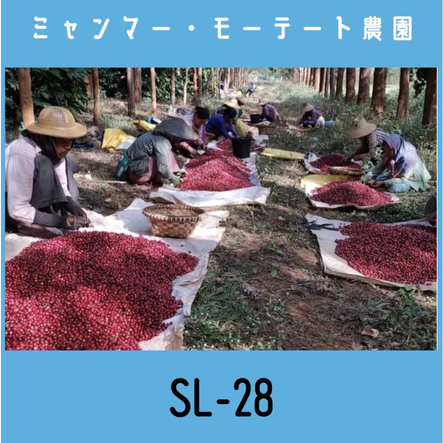 ミャンマー・モーテート農園SL-28 500g : 珈琲工房須田 - 通販 - Yahoo!ショッピング