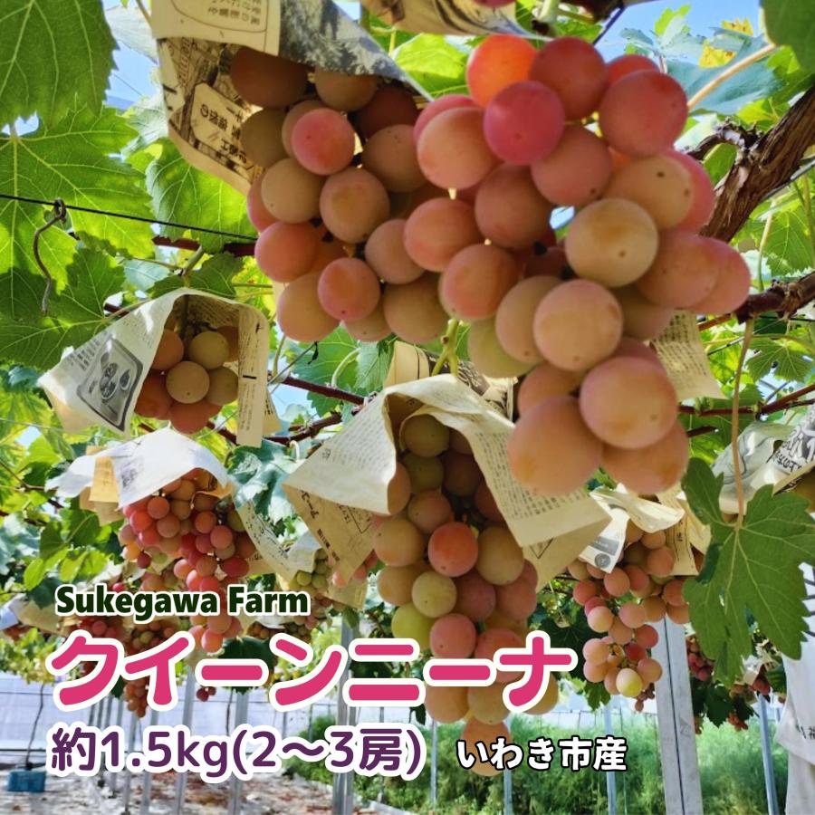 クイーンニーナ 約1.5kg 2〜3房 少々種有り いわき市産 農園直送 : 親バカトマト 助川農園Yahoo!店 - 通販 - Yahoo!ショッピング