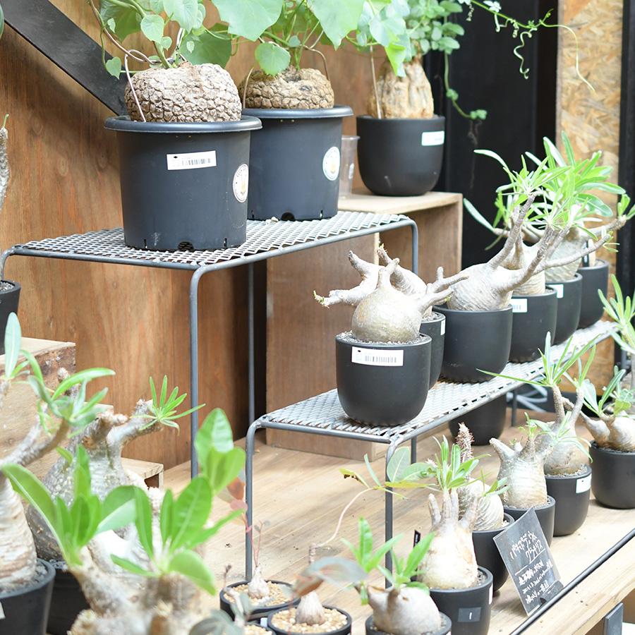 (アイアンローシェルフW600）植物スタンド フラワースタンド シューズラック メッシュ棚 スチールメッシュ サイズオーダー可 : SULK steelwood furniture - 通販 ...