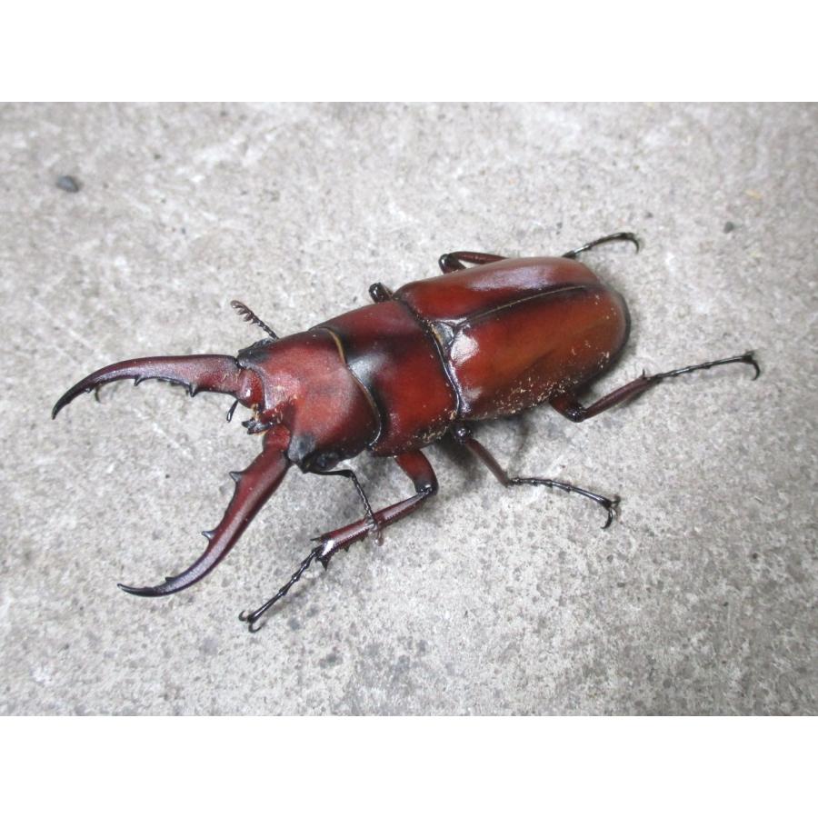 オキノエラブノギリクワガタ 小型♂ペア 沖永良部島産 : SUNAUTO ヤフーショップ - 通販 - Yahoo!ショッピング