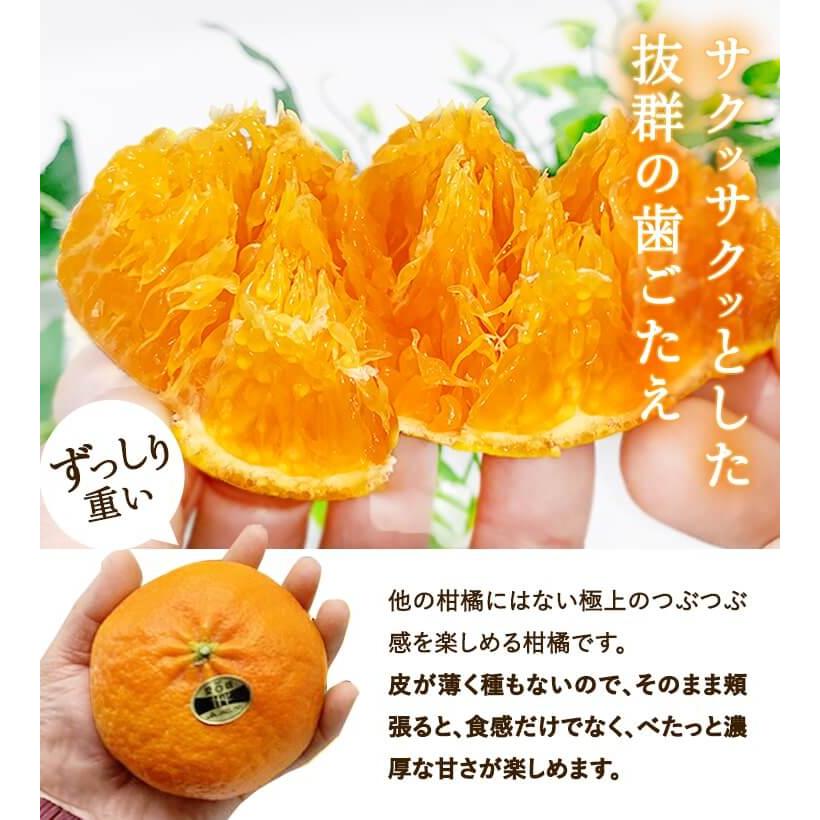 【訳あり・ご自宅用】甘平 約5kg入 3L〜2Lサイズ 愛媛県産 贈り物 かんぺい フルーツ みかん サニーフルーツ岡山 : サニーフルーツ岡山 - 通販 - Yahoo!ショッピング