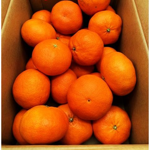 甘平 約5kg 3L〜Lサイズ :10000091:サニーフルーツ岡山 - 通販 - Yahoo!ショッピング