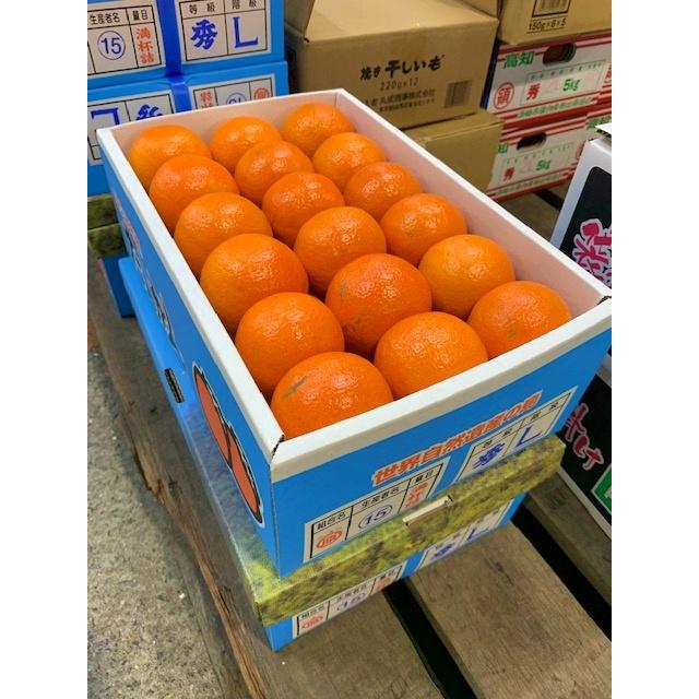 たんかん 約5.5kg入 4L〜Mサイズ 鹿児島県屋久島産 みかん サニーフルーツ岡山 : サニーフルーツ岡山 - 通販 - Yahoo!ショッピング