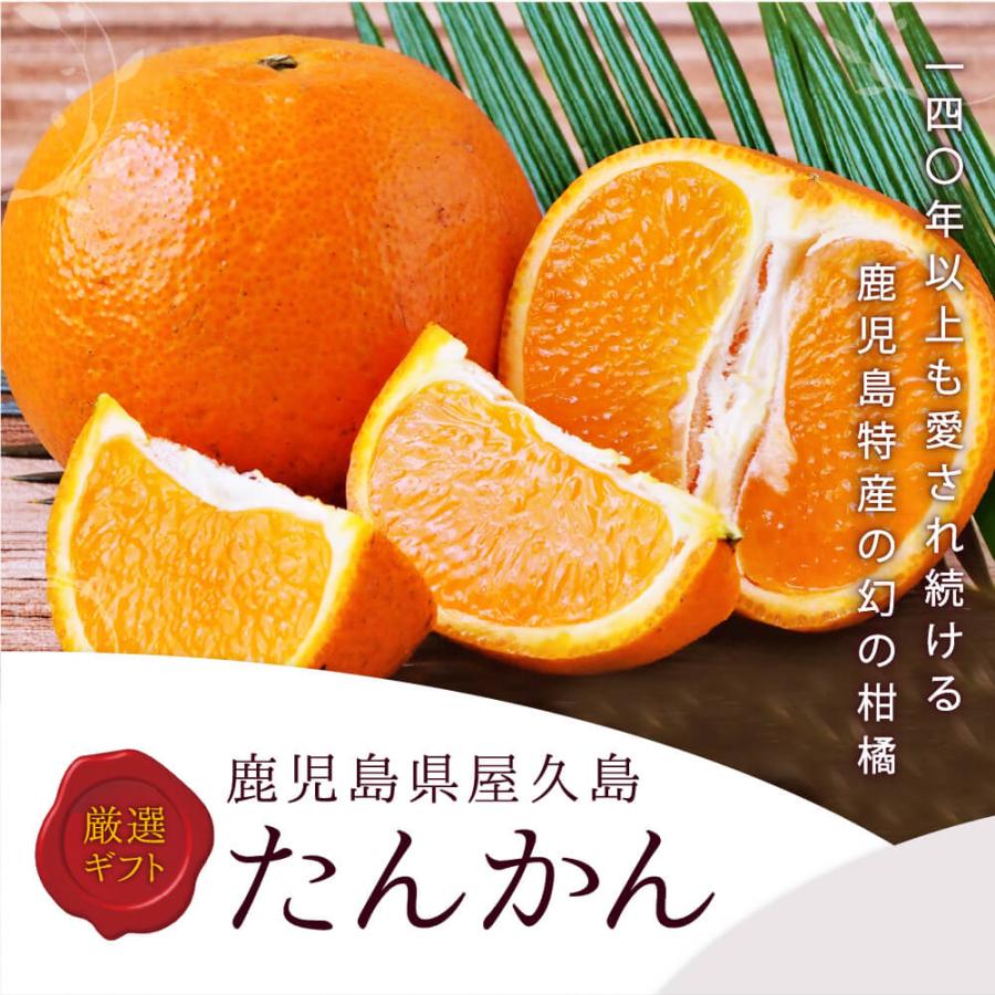 たんかん 約5.5kg入 4L〜Mサイズ 鹿児島県屋久島産 みかん サニーフルーツ岡山 : サニーフルーツ岡山 - 通販 - Yahoo!ショッピング