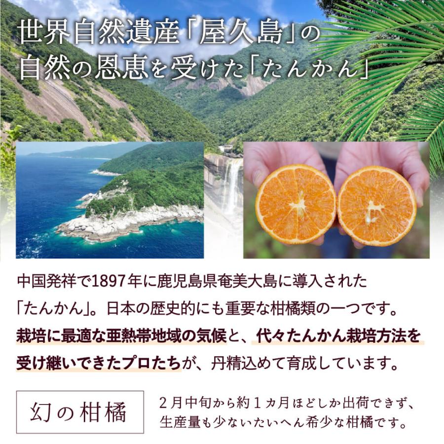 たんかん 約5.5kg入 4L〜Mサイズ 鹿児島県屋久島産 みかん サニーフルーツ岡山 : サニーフルーツ岡山 - 通販 - Yahoo!ショッピング