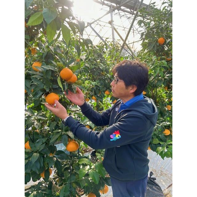 紅まどんな 2L〜3Lサイズ 約3kg 10〜12玉入り 愛媛県産 秀品 愛媛県産 贈答用 ギフト : benim003 : サニーフルーツ岡山 - 通販 - Yahoo!ショッピング