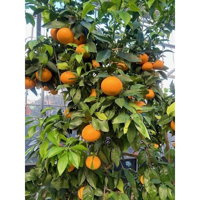 紅まどんな 2L〜3Lサイズ 約3kg 10〜12玉入り 愛媛県産 秀品 愛媛県産 贈答用 ギフト : benim003 : サニーフルーツ岡山 - 通販 - Yahoo!ショッピング