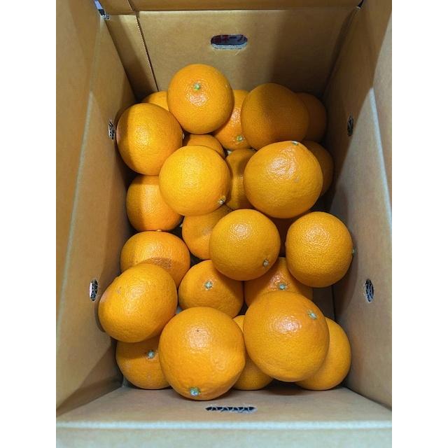 愛媛県産 はるあいか 約5kg 2L〜Mサイズ あいか 愛果48号 みかん 甘平 まどんな 紅プリンセス くだもの サニーフルーツ岡山 : サニーフルーツ岡山 - 通販 - Yahoo!ショッピング