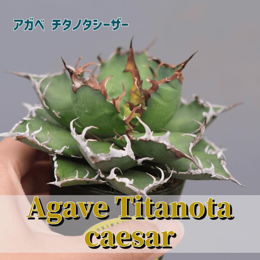 アガべ チタノタ シーザー 148 Agave titanota caesar 塊根植物 観葉植物 多肉植物 : ag-caesar-148 : Sunny Branch - 通販 ...