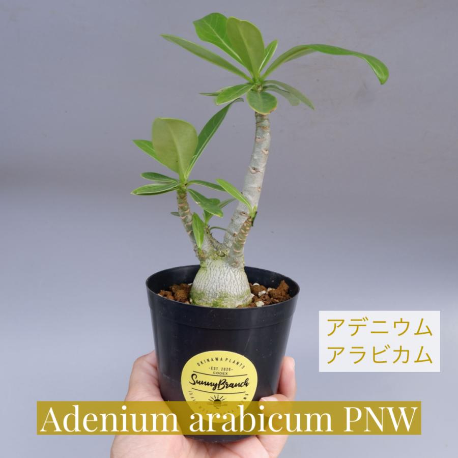 アデニウム アラビカム PNW 実生株 Adenium arabicum 004 観葉植物 塊根植物 多肉植物 : Sunny Branch ...