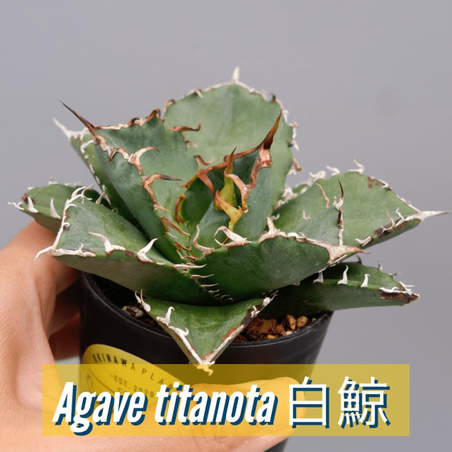 アガベ チタノタ 白鯨 160 Agave titanota white whale 観葉植物 塊根植物 多肉植物 : Sunny Branch - 通販 - Yahoo!ショッピング