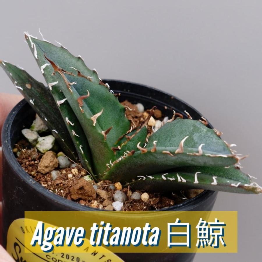 アガベ チタノタ 白鯨 069 Agave titanota white whale 観葉植物 塊根植物 多肉植物 : Sunny Branch - 通販 - Yahoo!ショッピング