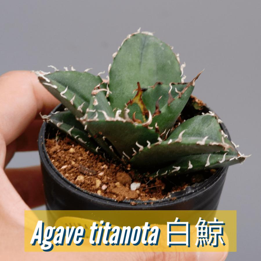 アガベ チタノタ 白鯨 140 Agave titanota white whale 観葉植物 塊根植物 多肉植物 : Sunny Branch - 通販 - Yahoo!ショッピング