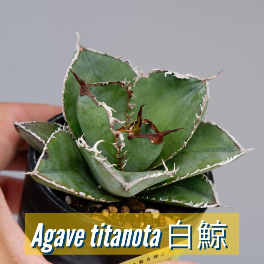 アガベ チタノタ 白鯨 170 Agave titanota white whale 観葉植物 塊根植物 多肉植物 : Sunny Branch - 通販 - Yahoo!ショッピング