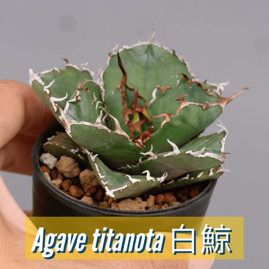 アガベ チタノタ 白鯨 203 Agave titanota white whale 観葉植物 塊根植物 多肉植物 : Sunny Branch - 通販 - Yahoo!ショッピング