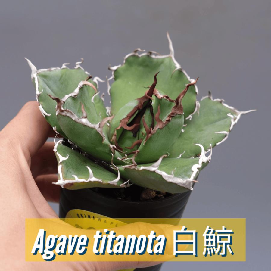 アガベ チタノタ 白鯨 212 Agave titanota white whale 観葉植物 塊根植物 多肉植物 : Sunny Branch - 通販 - Yahoo!ショッピング