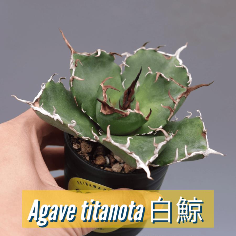 アガベ チタノタ 白鯨 213 Agave titanota white whale 観葉植物 塊根植物 多肉植物 : haku-213 : Sunny Branch - 通販 - Yahoo ...