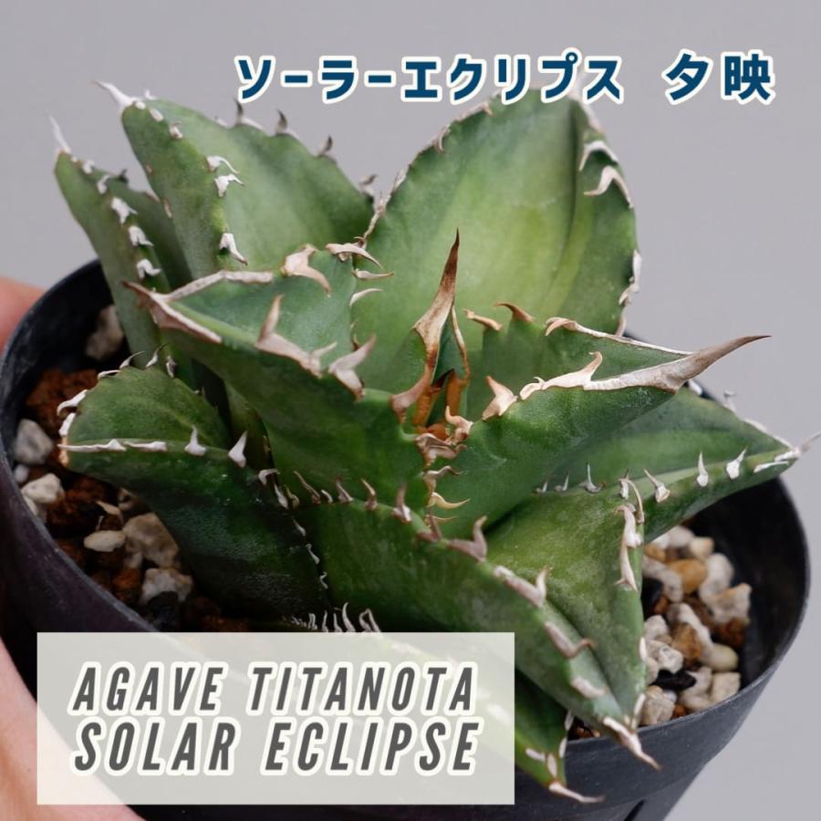 アガベ チタノタ ソーラーエクリプス 夕映 003 Agave titanota solar eclipse 塊根植物 観葉植物 多肉植物 ...