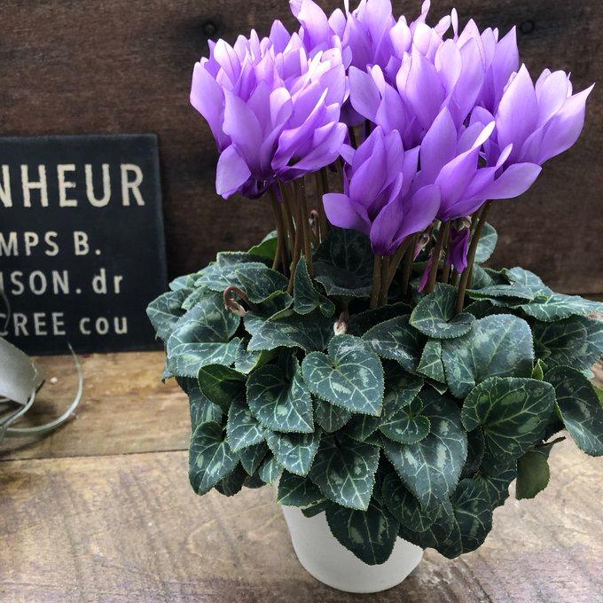 ドラゴン シクラメン ライトブルー 4号 インテリア お花 : パリジェンヌ - 通販 - Yahoo!ショッピング