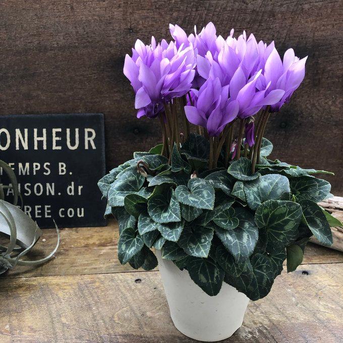 ドラゴン シクラメン ライトブルー 4号 インテリア お花 : パリジェンヌ - 通販 - Yahoo!ショッピング