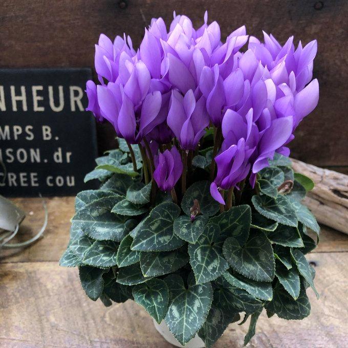 ドラゴン シクラメン ライトブルー 4号 インテリア お花 : パリジェンヌ - 通販 - Yahoo!ショッピング