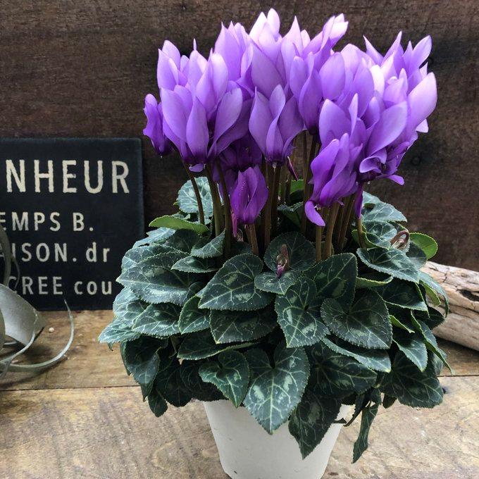 ドラゴン シクラメン ライトブルー 4号 インテリア お花 : パリジェンヌ - 通販 - Yahoo!ショッピング