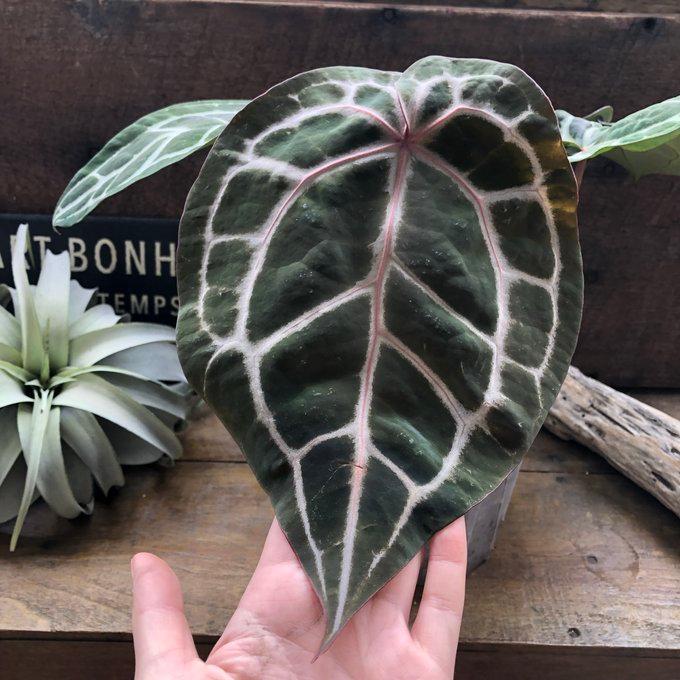 アンスリウム ミシェル Anthurium Michelle by Docblock アンスリウム : パリジェンヌ - 通販 - Yahoo ...