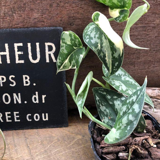 スキンダプサス ピクタス マヤリ Scindapsus Pictus variegata “Mayari “ : パリジェンヌ - 通販 ...