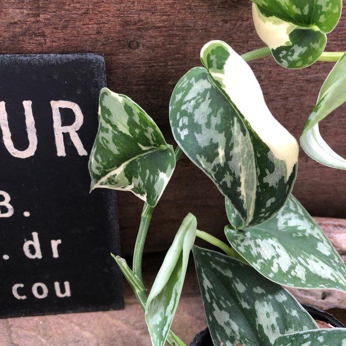 スキンダプサス ピクタス マヤリ Scindapsus Pictus variegata “Mayari “ : パリジェンヌ - 通販 ...