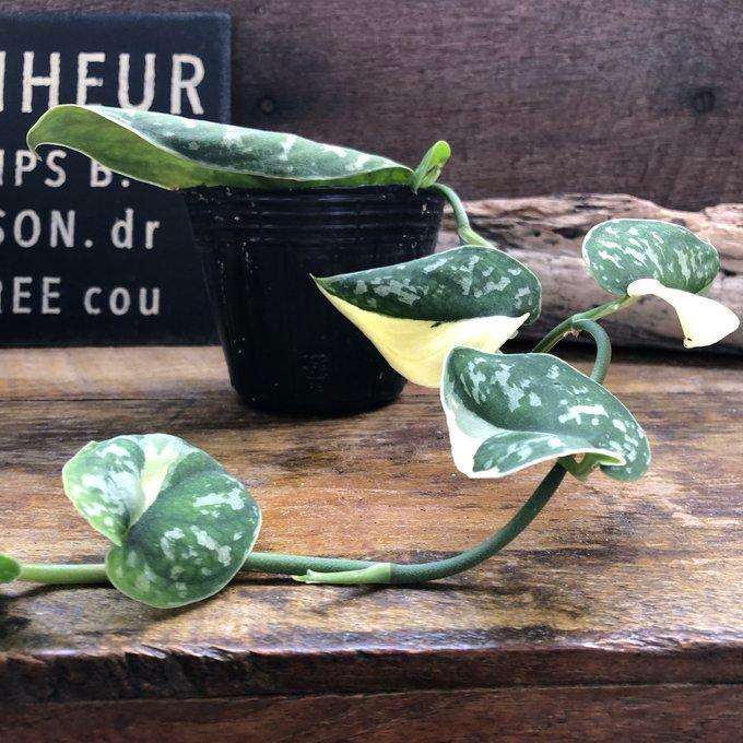 スキンダプサス ピクタス マヤリ Scindapsus Pictus variegata “Mayari “ : パリジェンヌ - 通販 ...