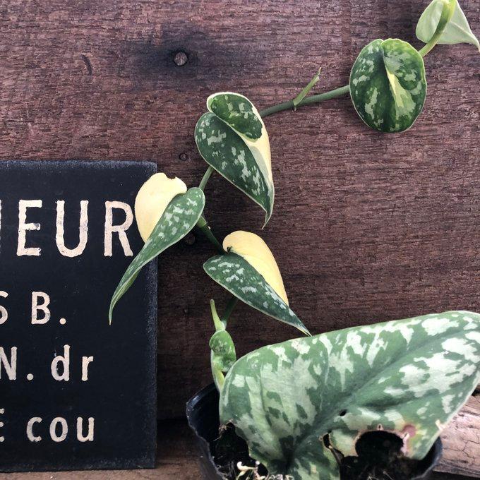 スキンダプサス ピクタス マヤリ Scindapsus Pictus variegata “Mayari “ : パリジェンヌ - 通販 ...