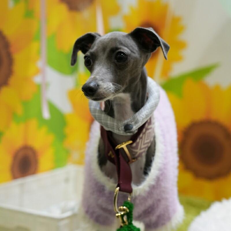 SUO SUO(R) 公式 2025年新商品 Made ln Japan RING for dogs 18°ICE ボタン付 クールリング XSB SSB : tat style - 通販 ...