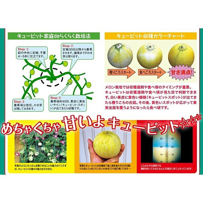 野菜種子 超高糖度メロン「キューピット」 7粒（ナント種苗）【送料込み】 プリンス系 ノーネット 甜瓜 マクワウリ 早生 多収 輸送性 日持ち ...