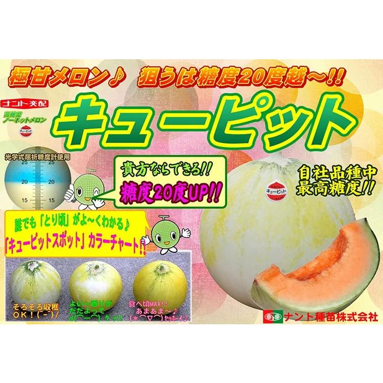 野菜種子 超高糖度メロン「キューピット」 7粒（ナント種苗）【送料込み】 プリンス系 ノーネット 甜瓜 マクワウリ 早生 多収 輸送性 日持ち ...