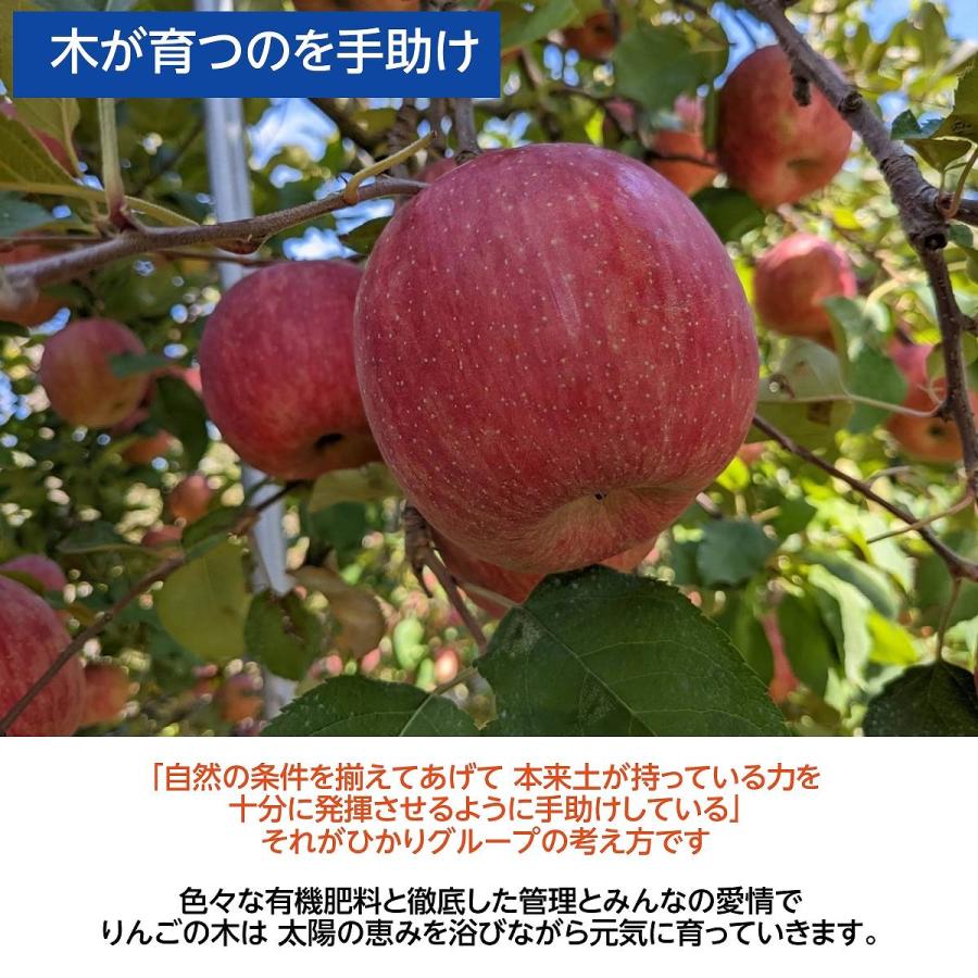 りんご 【ひかりグループ】 サンふじ 約3kg 8〜12個 贈答用 山形県 《12/上旬〜12/中旬より出荷》 : apple-hikari3 : にこやか産直アーケード - 通販 ...
