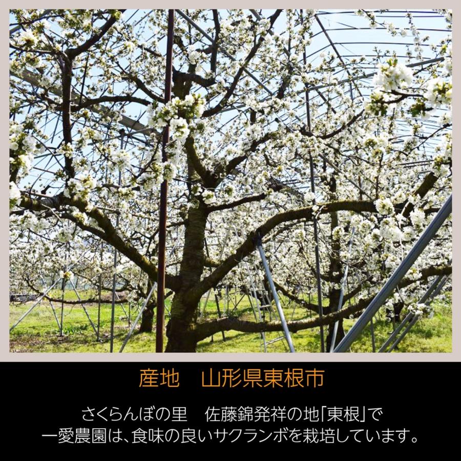 さくらんぼ 【一愛農園】 佐藤錦 700g 秀 2L 山形県東根市《6/中旬〜6/下旬の出荷》 : にこやか産直アーケード - 通販 - Yahoo!ショッピング
