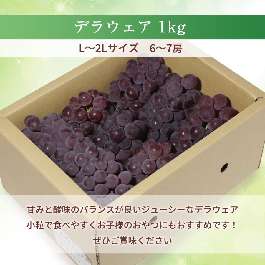 ぶどう 【Hinataぶどう園】 デラウェア 1kg L~2L 6~7房 山形県高畠町 《7/下旬〜8/中旬の出荷》 : にこやか産直アーケード - 通販 - Yahoo!ショッピング