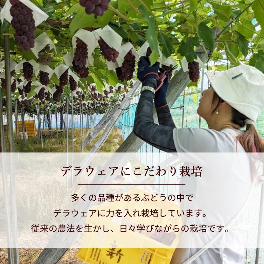 ぶどう 【Hinataぶどう園】 デラウェア 1kg L~2L 6~7房 山形県高畠町 《7/下旬〜8/中旬の出荷》 : にこやか産直アーケード - 通販 - Yahoo!ショッピング