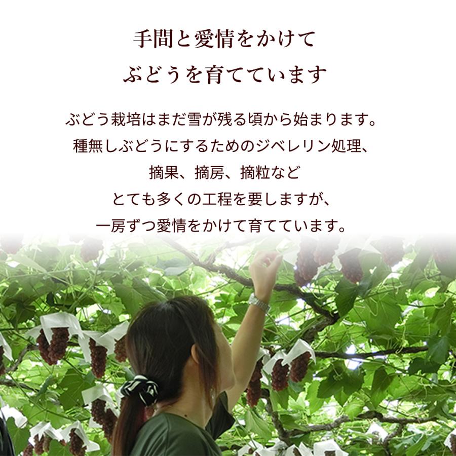 ぶどう 【Hinataぶどう園】 デラウェア 1kg L~2L 6~7房 山形県高畠町 《7/下旬〜8/中旬の出荷》 : にこやか産直アーケード - 通販 - Yahoo!ショッピング