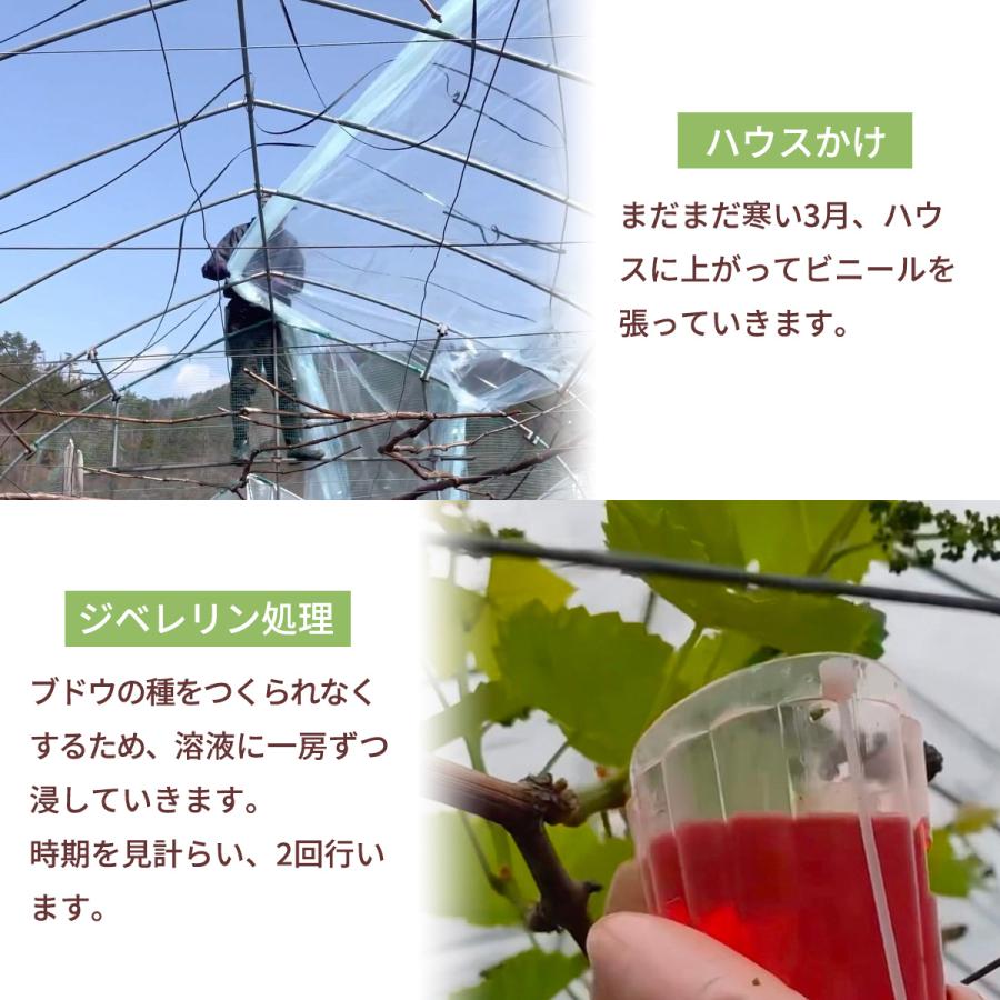 ぶどう 【Hinataぶどう園】 デラウェア 1kg L~2L 6~7房 山形県高畠町 《7/下旬〜8/中旬の出荷》 : にこやか産直アーケード - 通販 - Yahoo!ショッピング