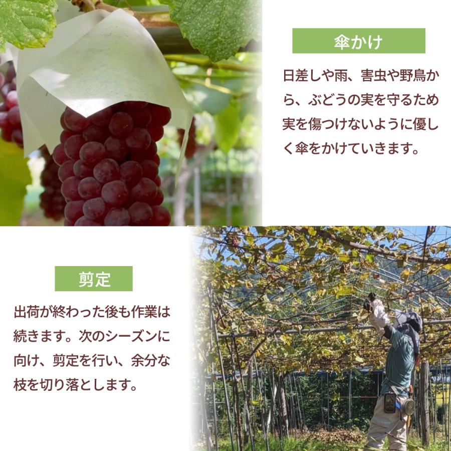 ぶどう 【Hinataぶどう園】 デラウェア 1kg L~2L 6~7房 山形県高畠町 《7/下旬〜8/中旬の出荷》 : にこやか産直アーケード - 通販 - Yahoo!ショッピング