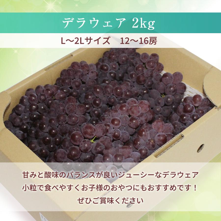 ぶどう 【Hinataぶどう園】 デラウェア 2kg L~2L 12〜16房 山形県高畠町 《7/下旬〜8/中旬の出荷》 : にこやか産直アーケード - 通販 - Yahoo!ショッピング