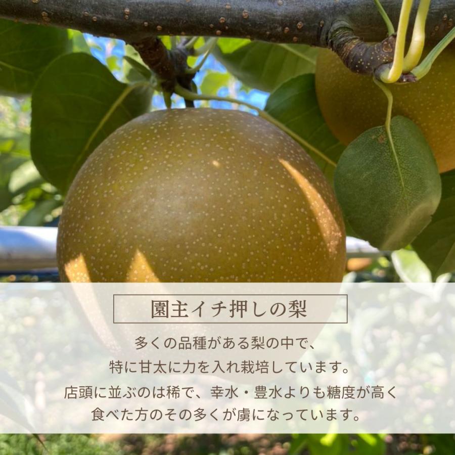 梨 【 フルーツランド外塚農園 】 甘太 3kg 5〜6個 贈答用 茨城県かすみがうら市《9/下旬〜10/上旬の出荷》 : にこやか産直アーケード - 通販 - Yahoo!ショッピング