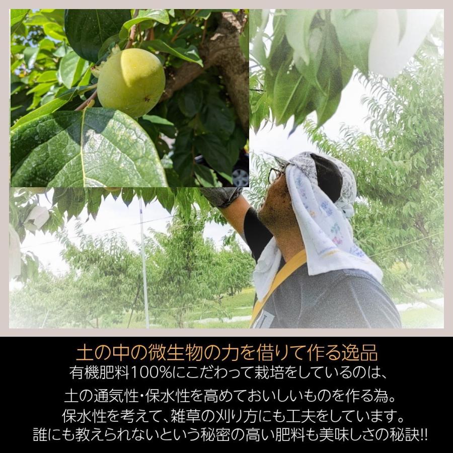 柿 【遠藤農園】みしらず柿 御山柿 5kg 4L5L 12〜14個 優 家庭用 福島県会津 《11/下旬〜12/上旬出荷》 : にこやか産直アーケード - 通販 - Yahoo!ショッピング