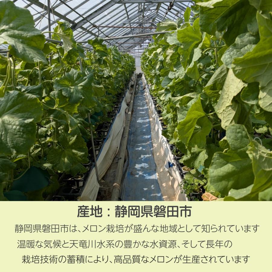 メロン 【あさいメロン農園】 マスクメロン アールスメロン 2玉 2.6kg 贈答用 静岡県磐田市 《3/中旬〜3/下旬の出荷》 : にこやか産直アーケード - 通販 - Yahoo!ショッピング
