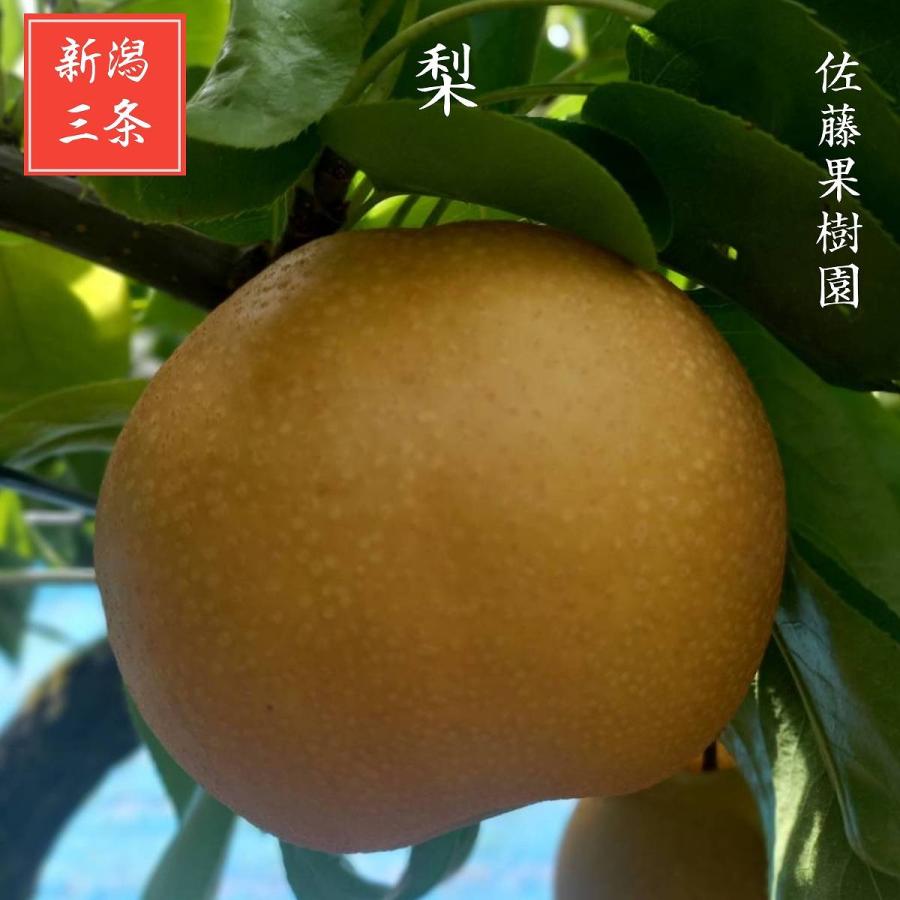 梨 【 佐藤果樹園 】 3kg 5〜8個 贈答用 新潟県三条市 《9/中旬〜9/下旬より出荷》 : にこやか産直アーケード - 通販 - Yahoo!ショッピング